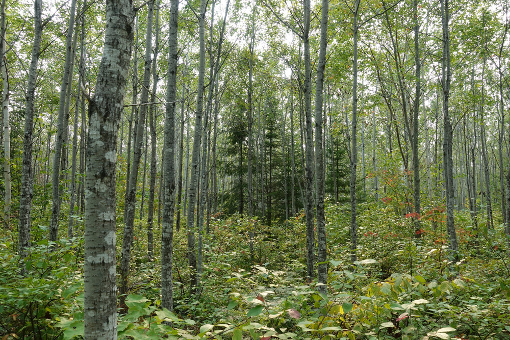 Canadian Land For Sale in Ontario, Nova Scotia, and New Brunswick